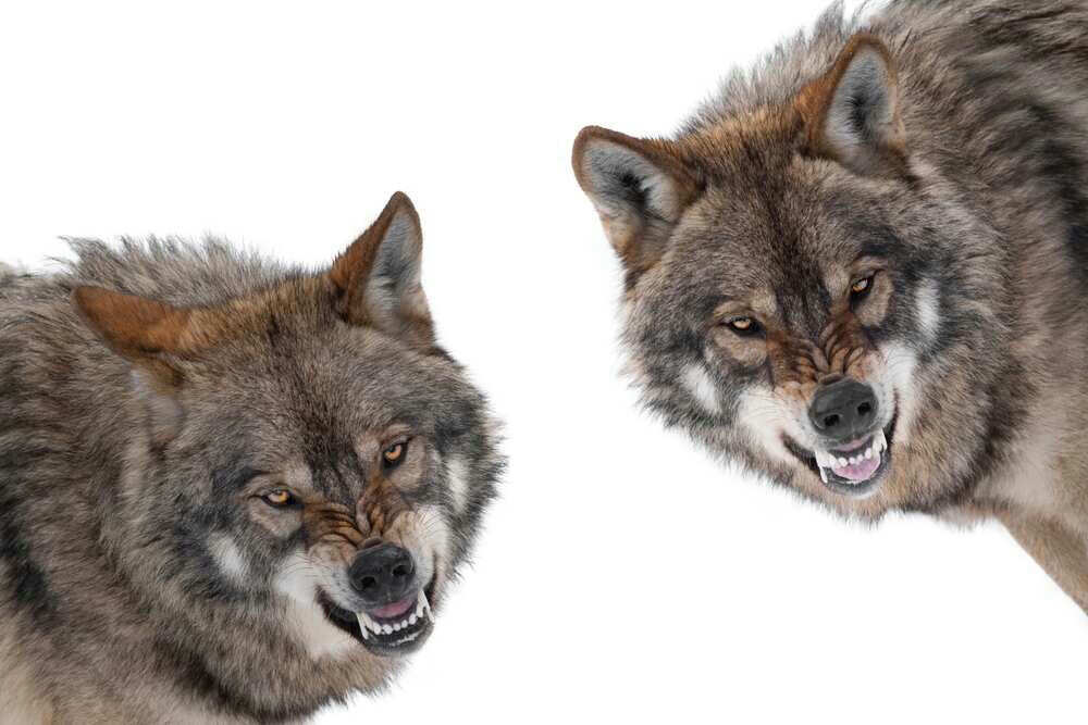 STUNNER: Tiny Dogs Pack Wolf DNA | The Last Patriot News